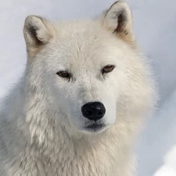 Diffusion Posterior Sampling for General Noisy Inverse Problems