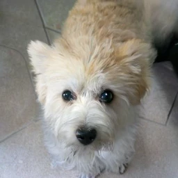 Diffusion Posterior Sampling for General Noisy Inverse Problems