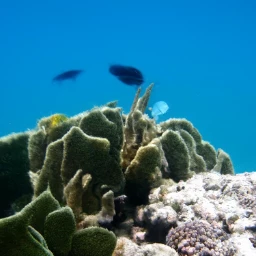 Diffusion Posterior Sampling for General Noisy Inverse Problems